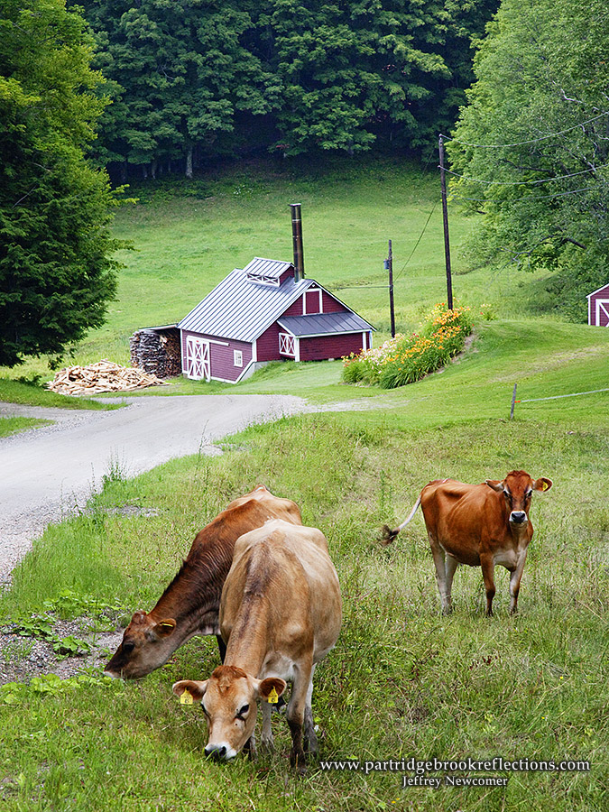 Getting it Right in the Digital Camera : Cows Gone Wild